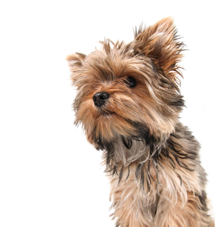 Tips For Raising a Yorkie - Omlet Blog US