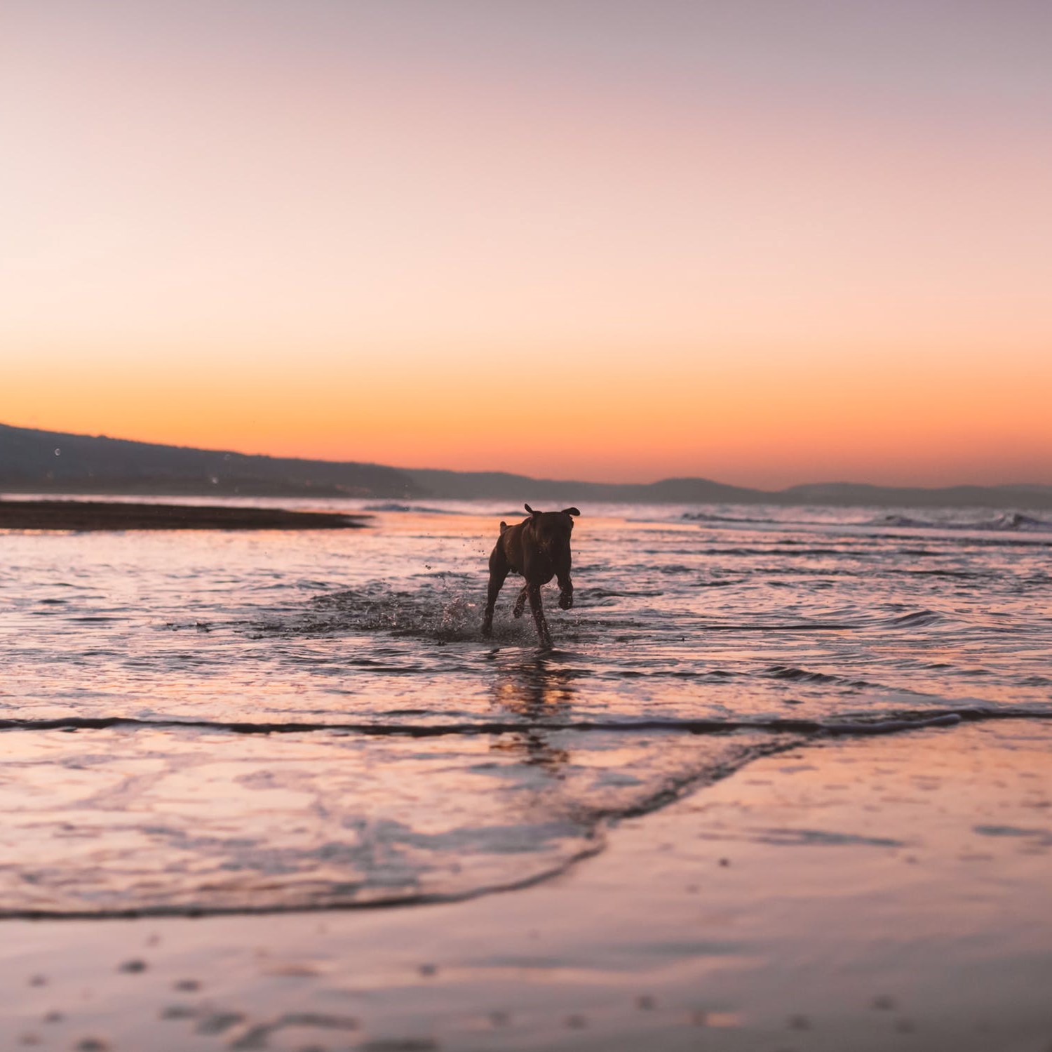 How to Deal with the Loss of a Pet - Omlet Blog US