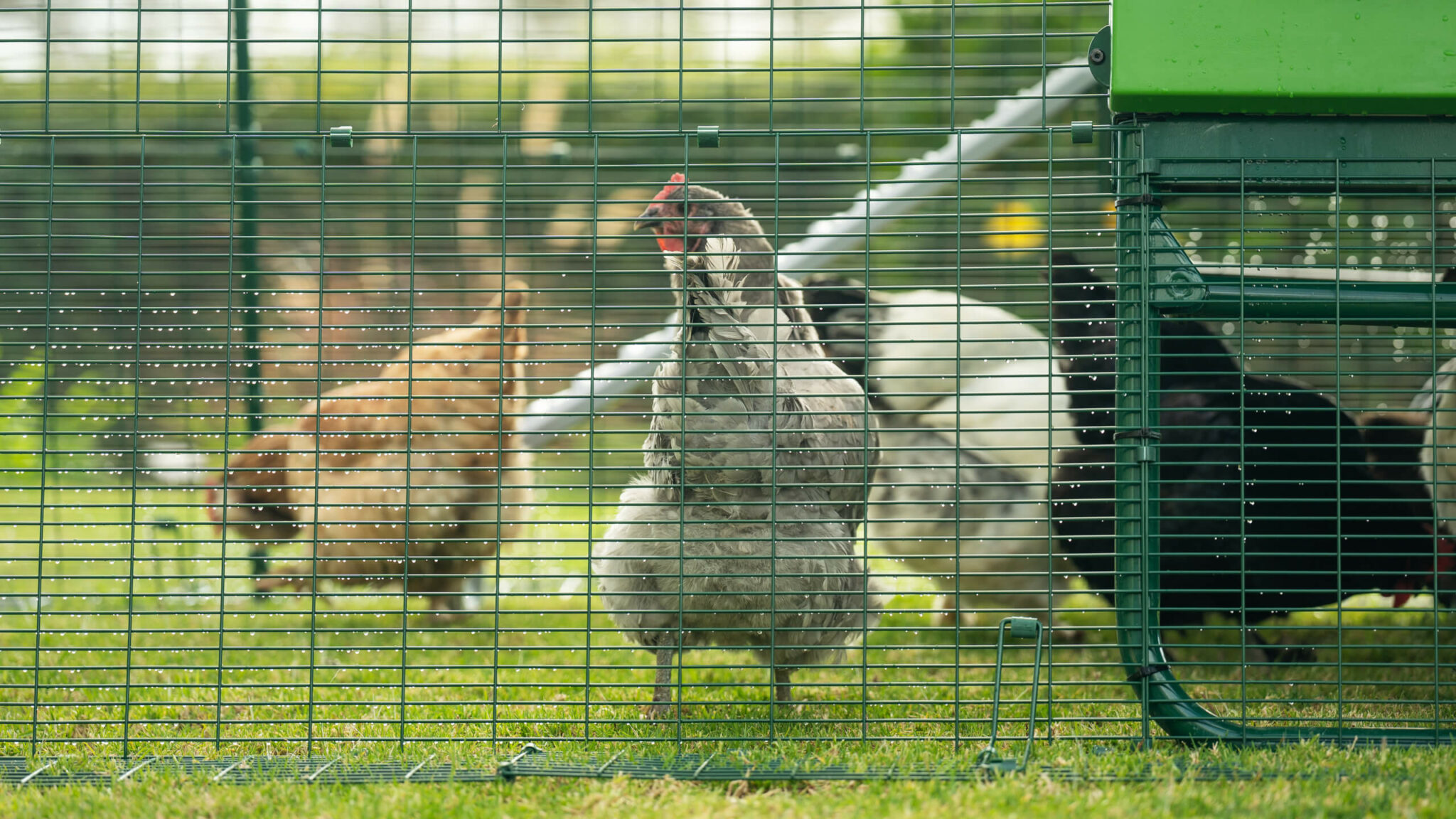 How to keep rats away from your chicken coop - Omlet Blog US