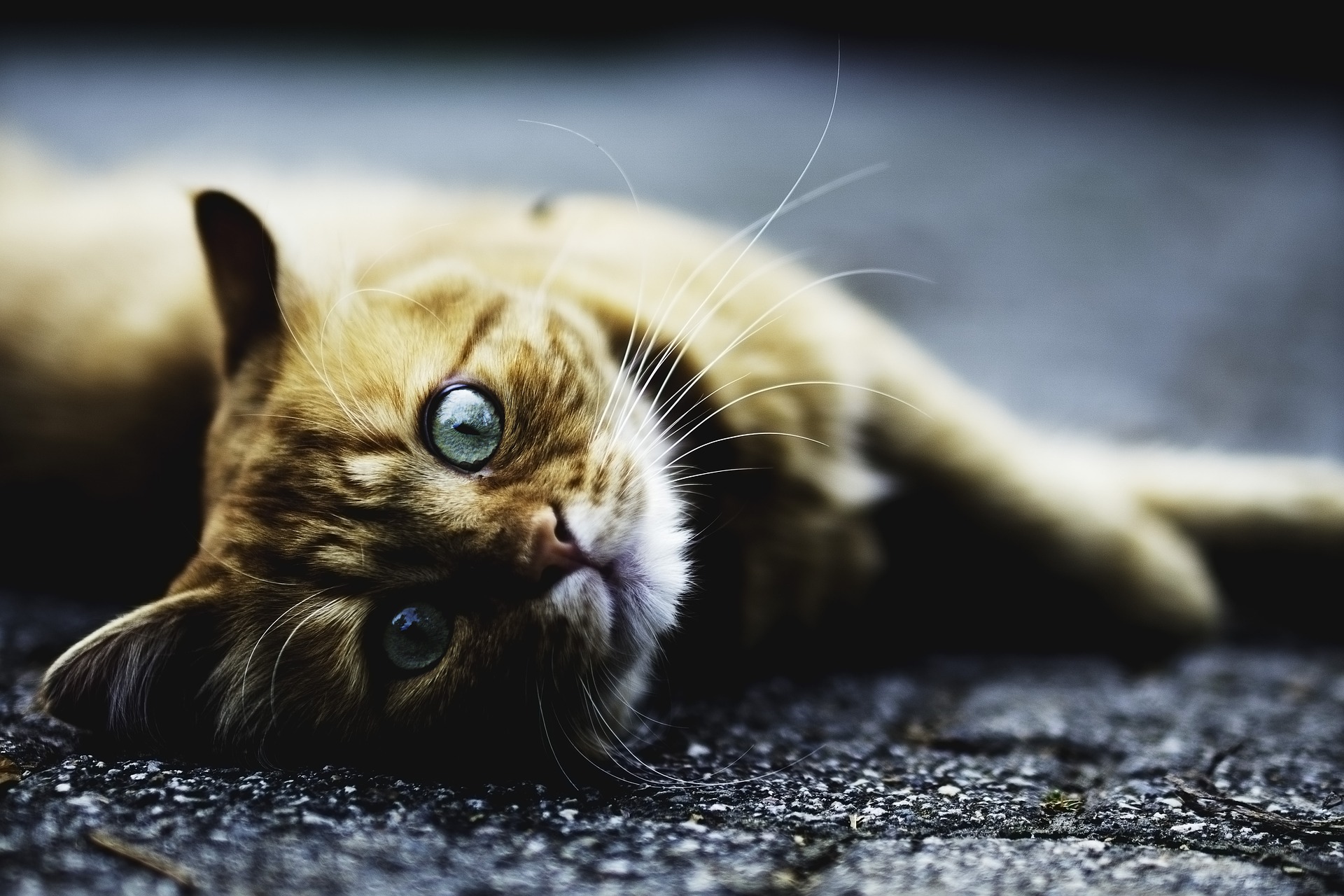 What to do if Your Cat Goes Missing - Omlet Blog US