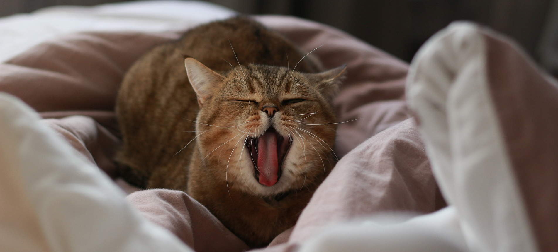 How To Make Sure Your Cat Keeps Warm This Winter - Omlet Blog US