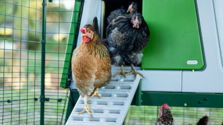 Want to keep chickens and rabbits together? - Omlet Blog US