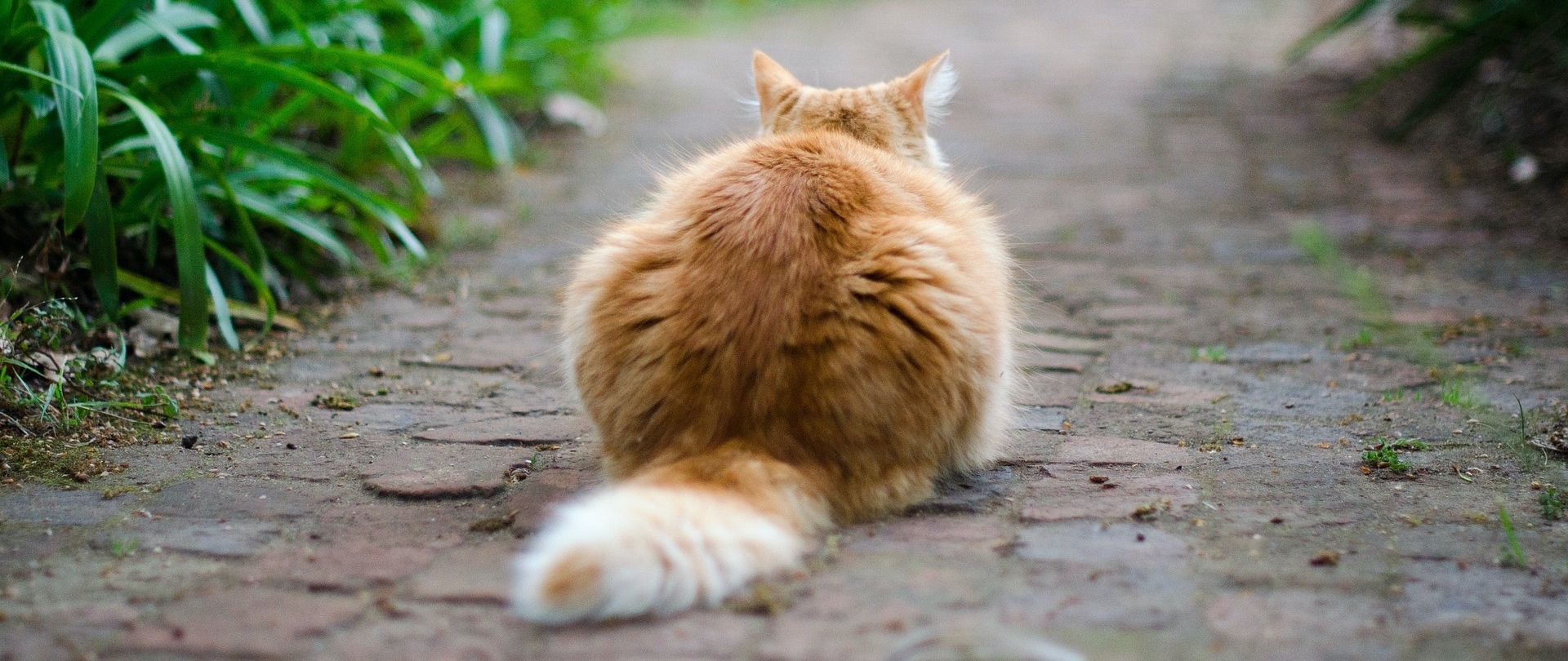 Cat Tail Facts - Omlet Blog US