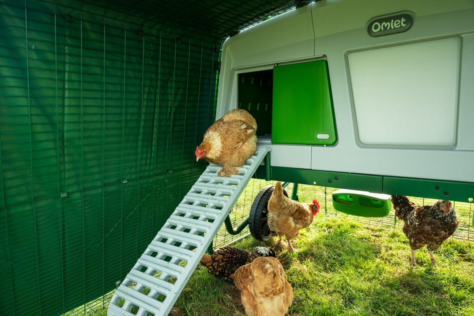 Chicken sounds and their meanings - Omlet Blog US