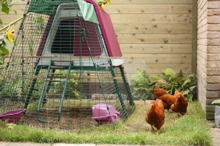 Why Chickens Make Great Pets for Families With Children - Omlet Blog US