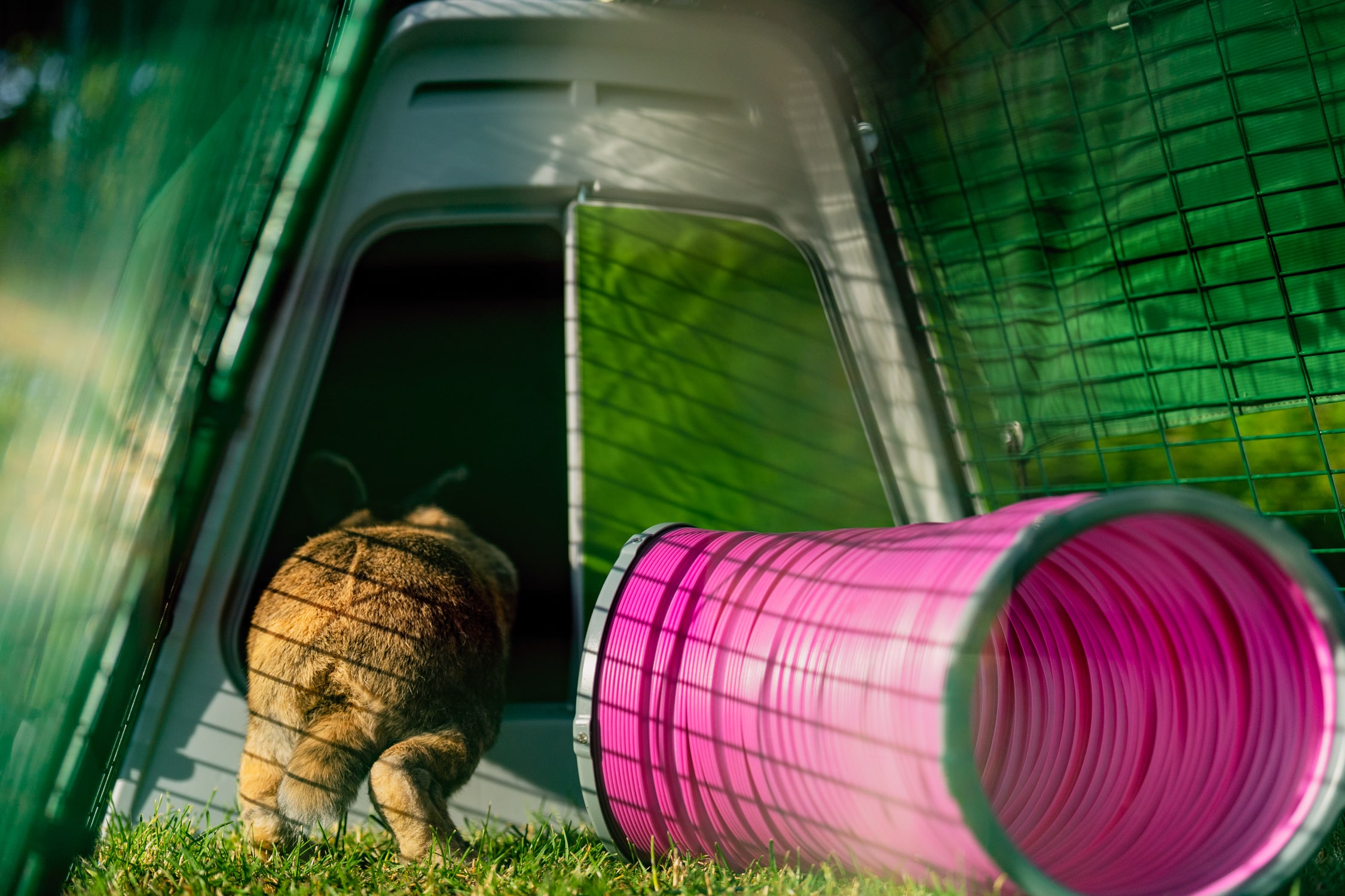 Which is the best rabbit for you? - Omlet Blog US