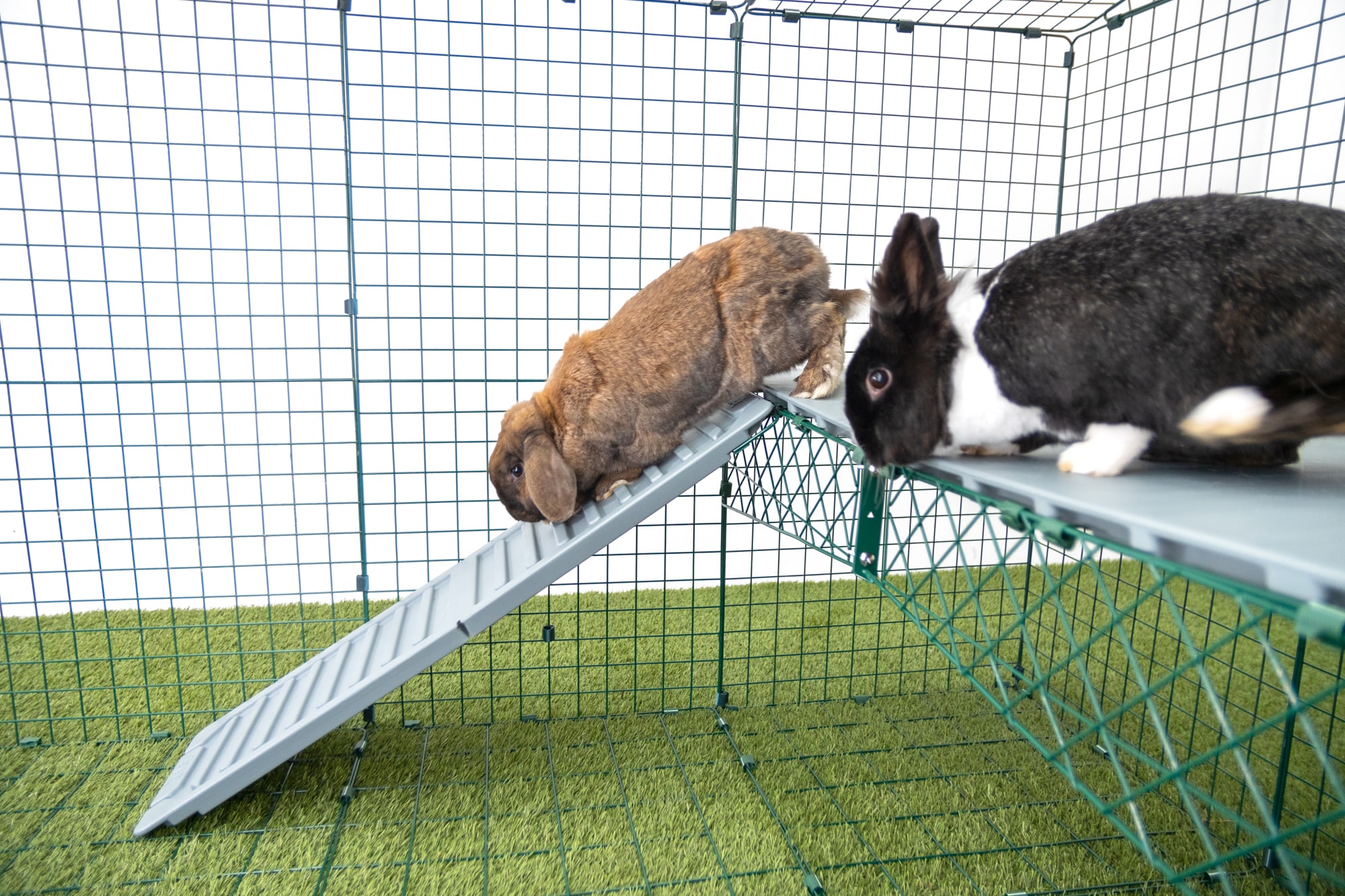 How to use platforms with your rabbits - Omlet Blog US