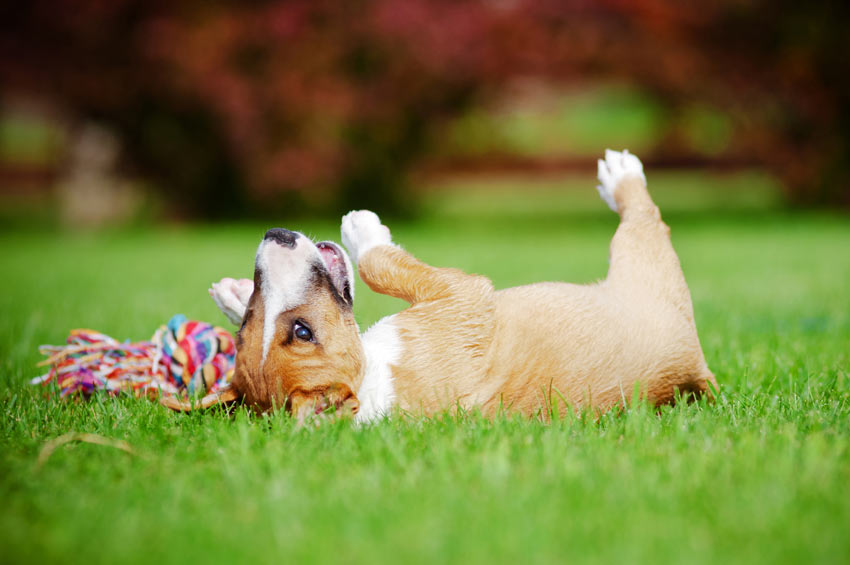 7 Things Your Dog Needs This Summer - Omlet Blog US