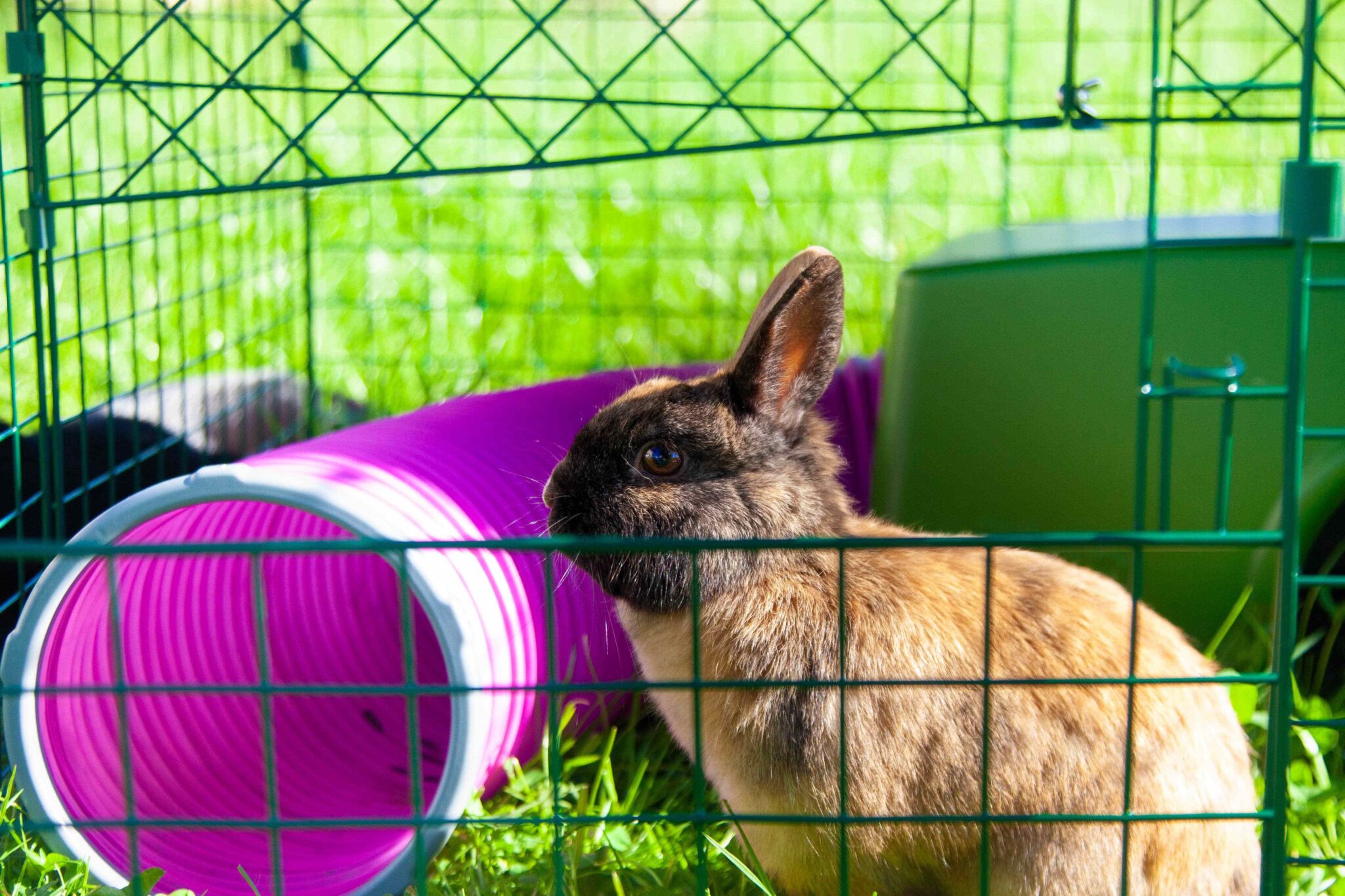 Plant a Garden, Feed a Rabbit - Omlet Blog US