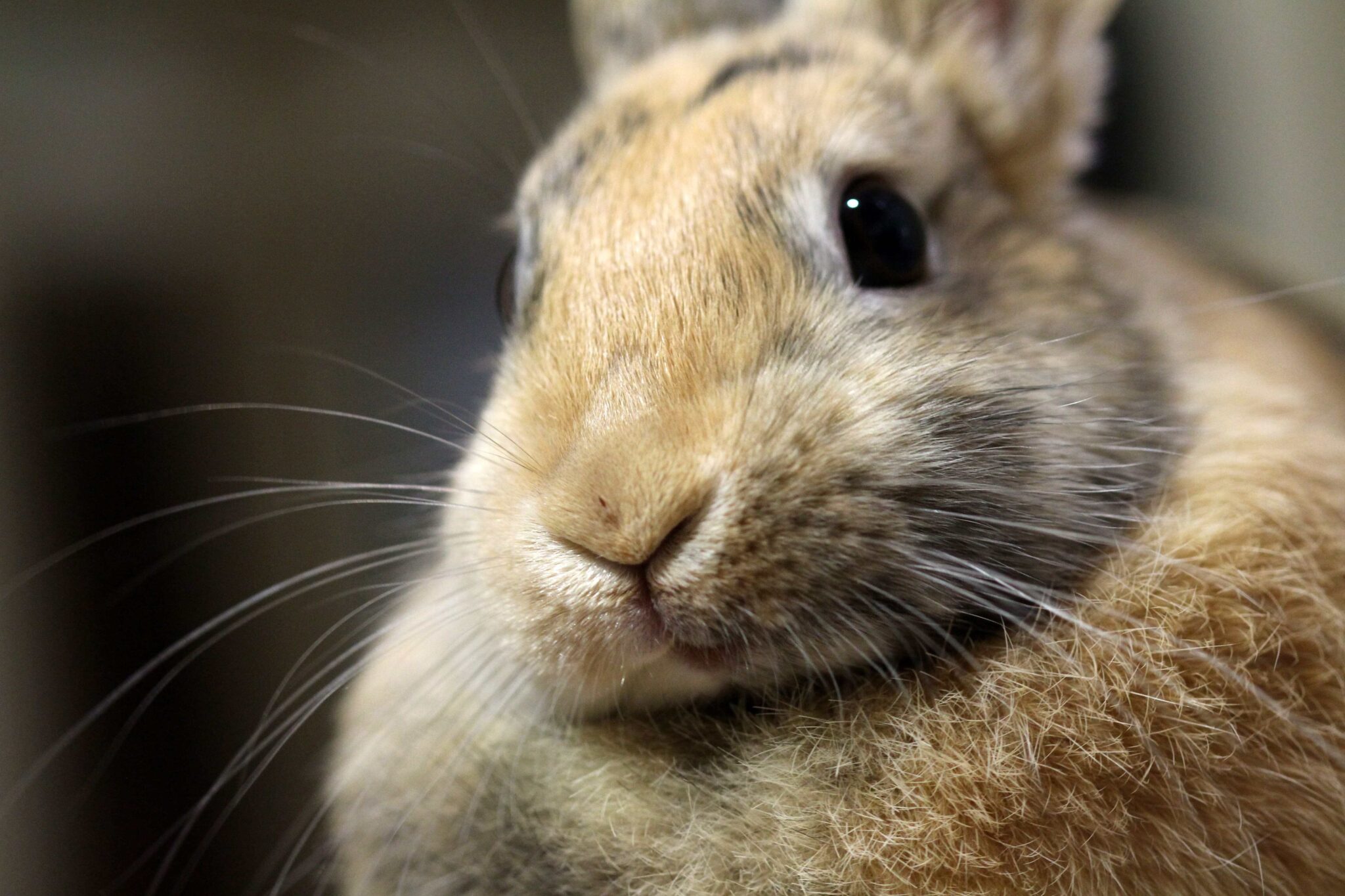 Why Do Rabbits Have Whiskers? - Omlet Blog US