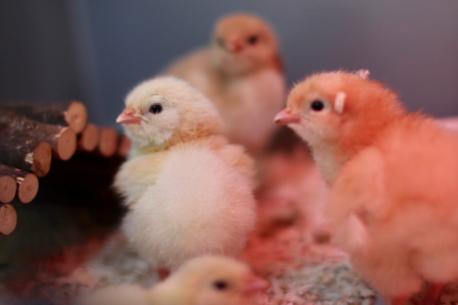 Basic care for newly-hatched chicken chicks - Omlet Blog US