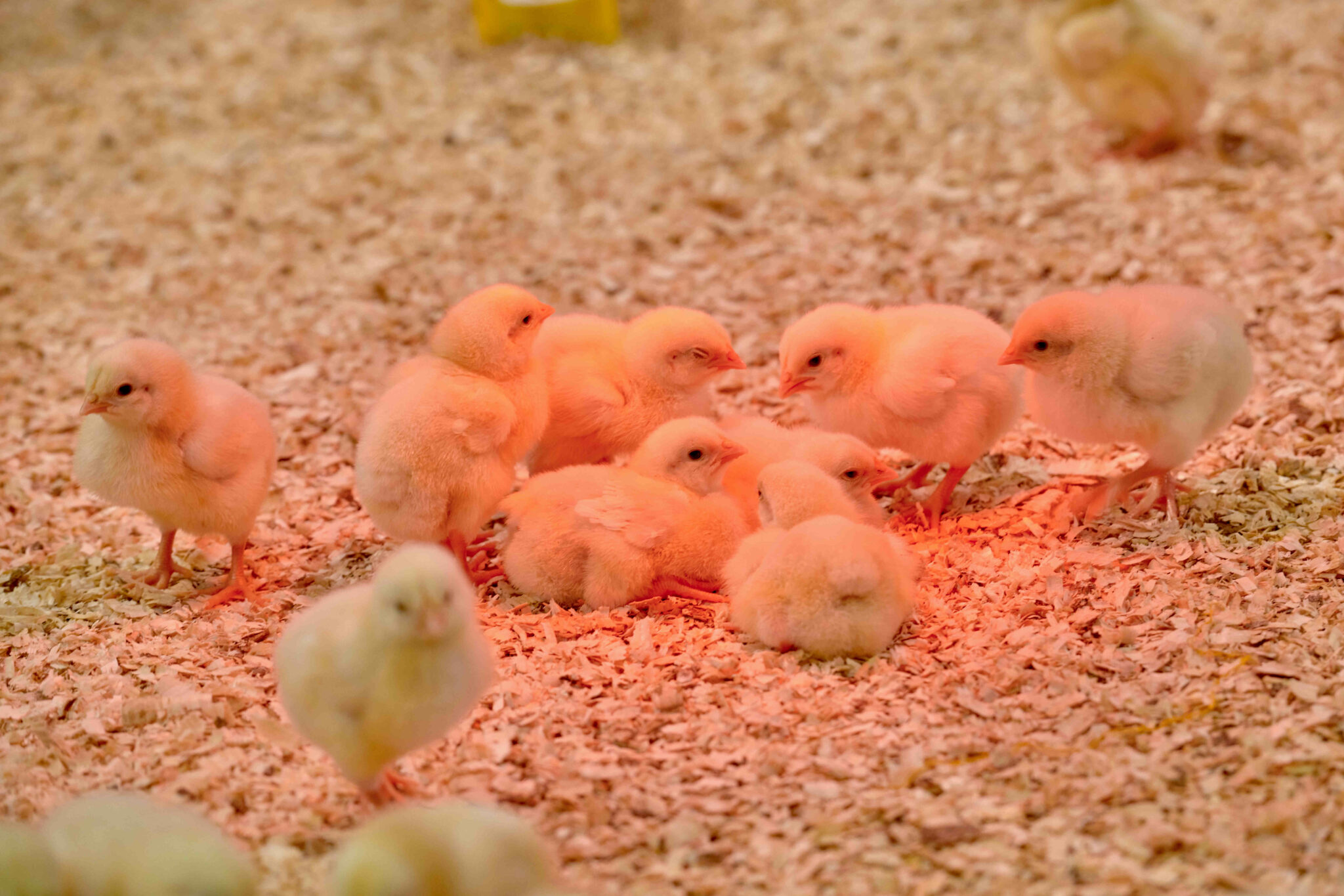 A guide to chicken hatcheries - Omlet Blog US