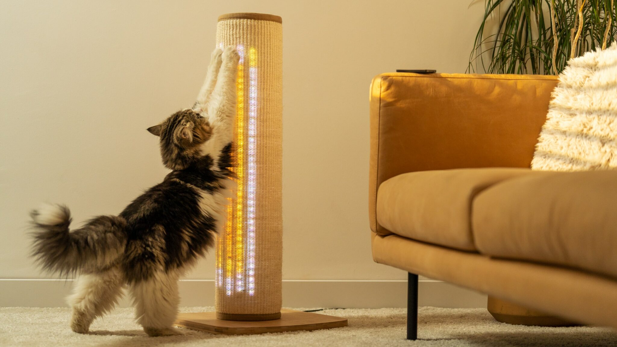 New cat checklist - Omlet Blog US