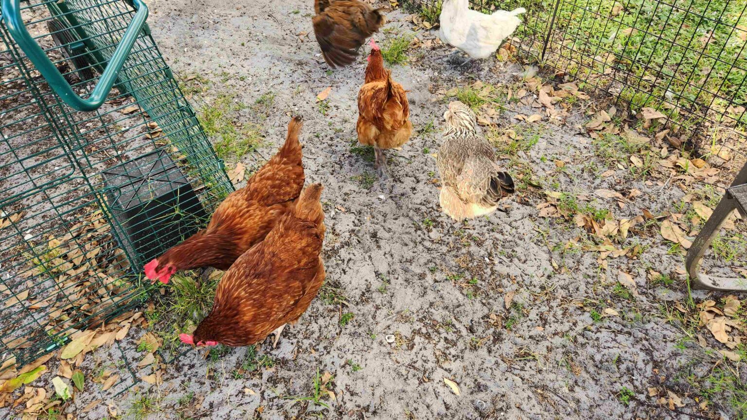 Jeremy Gary’s guide to chicken molting - Omlet Blog US