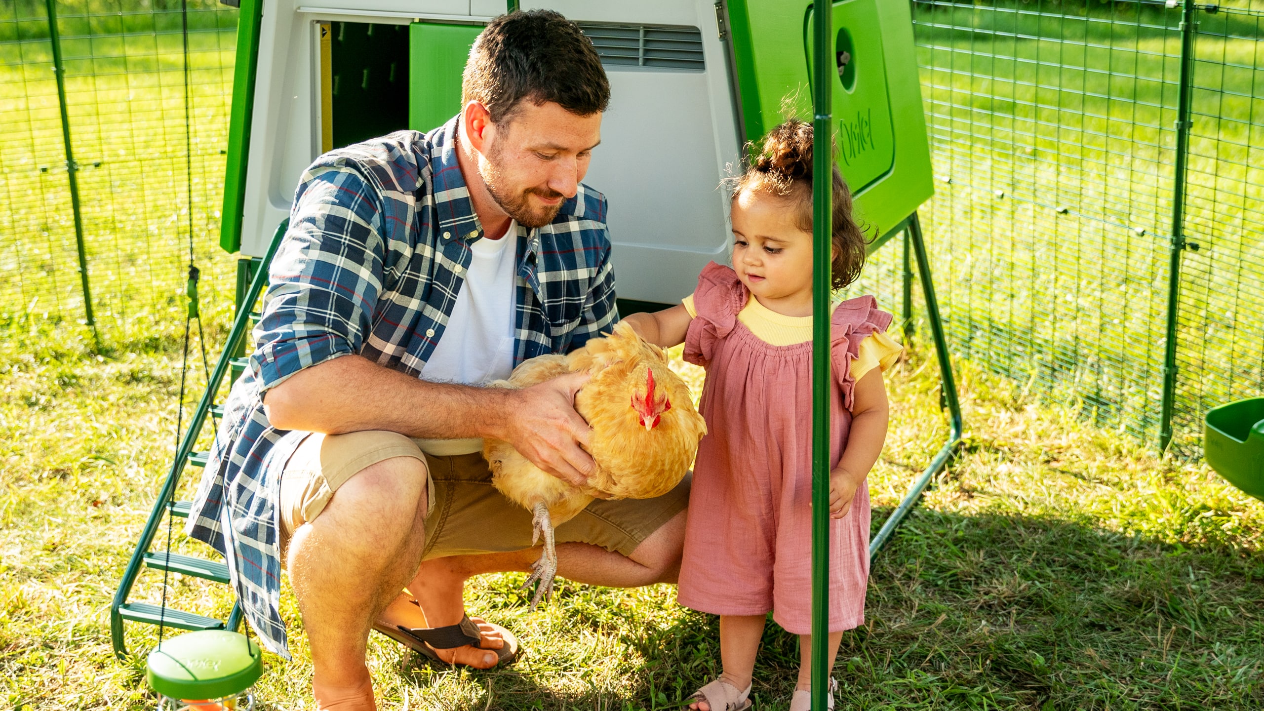 Steps to familiarize chickens with the human touch - Omlet Blog US