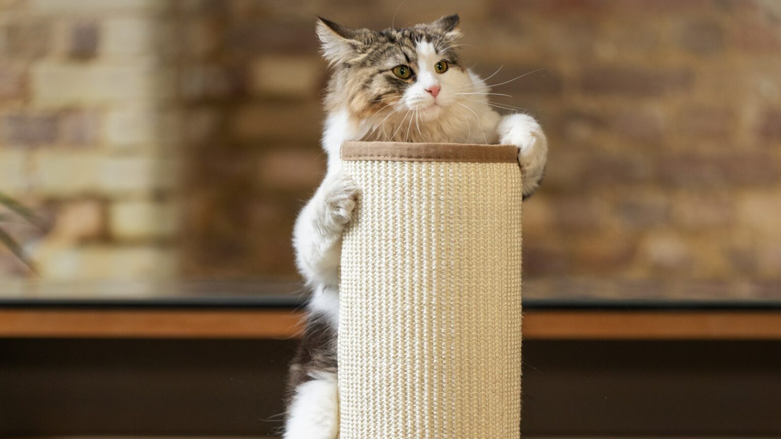 Cat meows and what they mean - Omlet Blog US