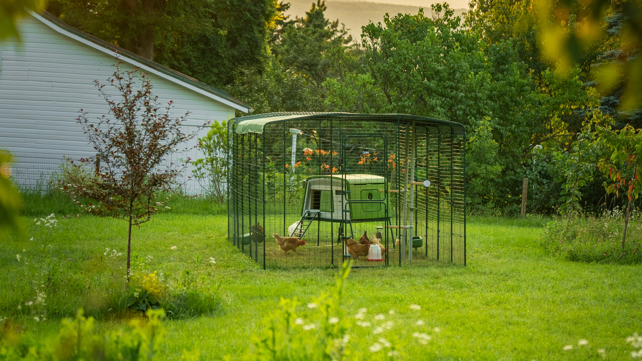 What is a chicken run? - Omlet Blog US
