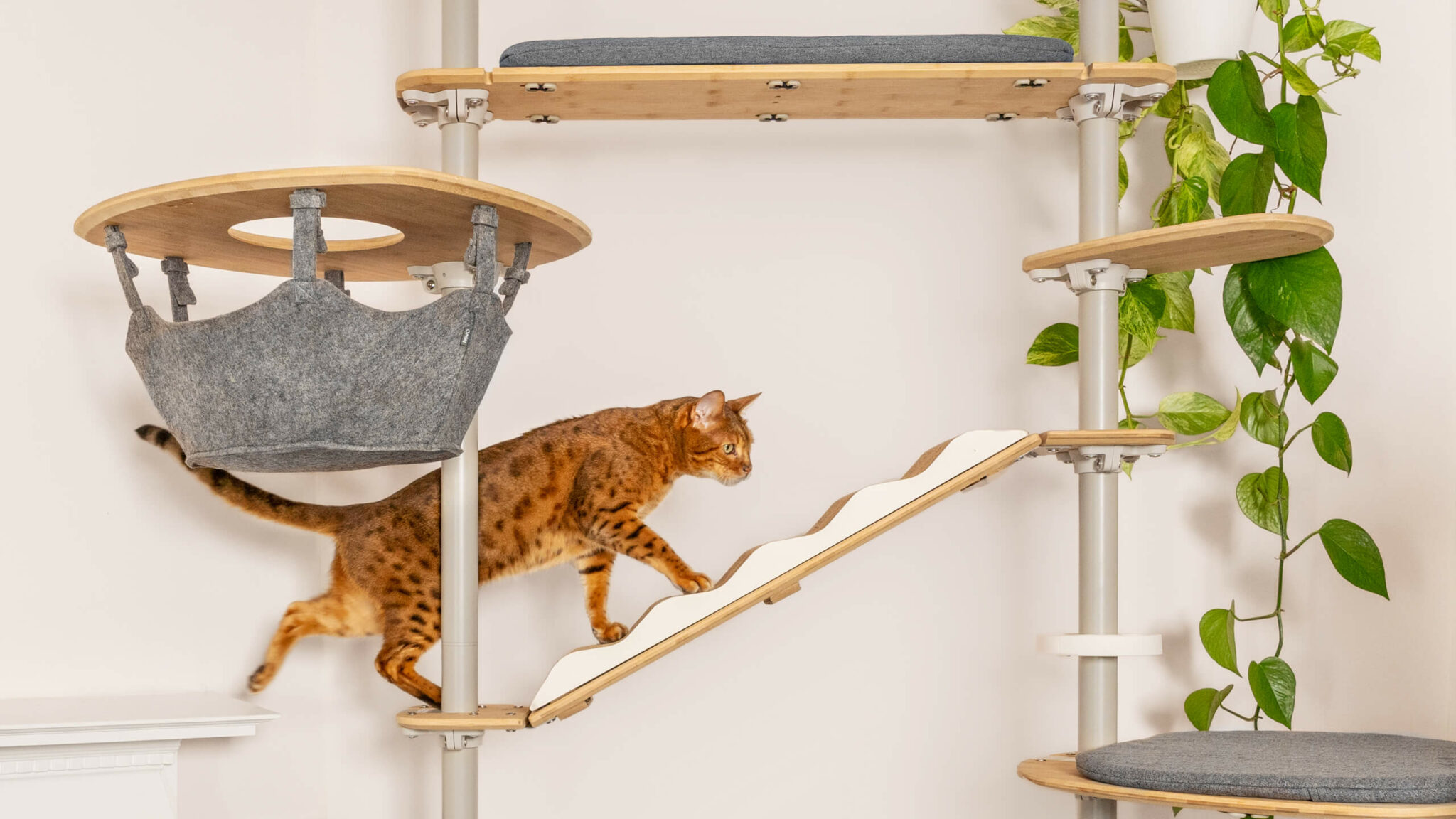 How to prevent cat boredom - Omlet Blog US