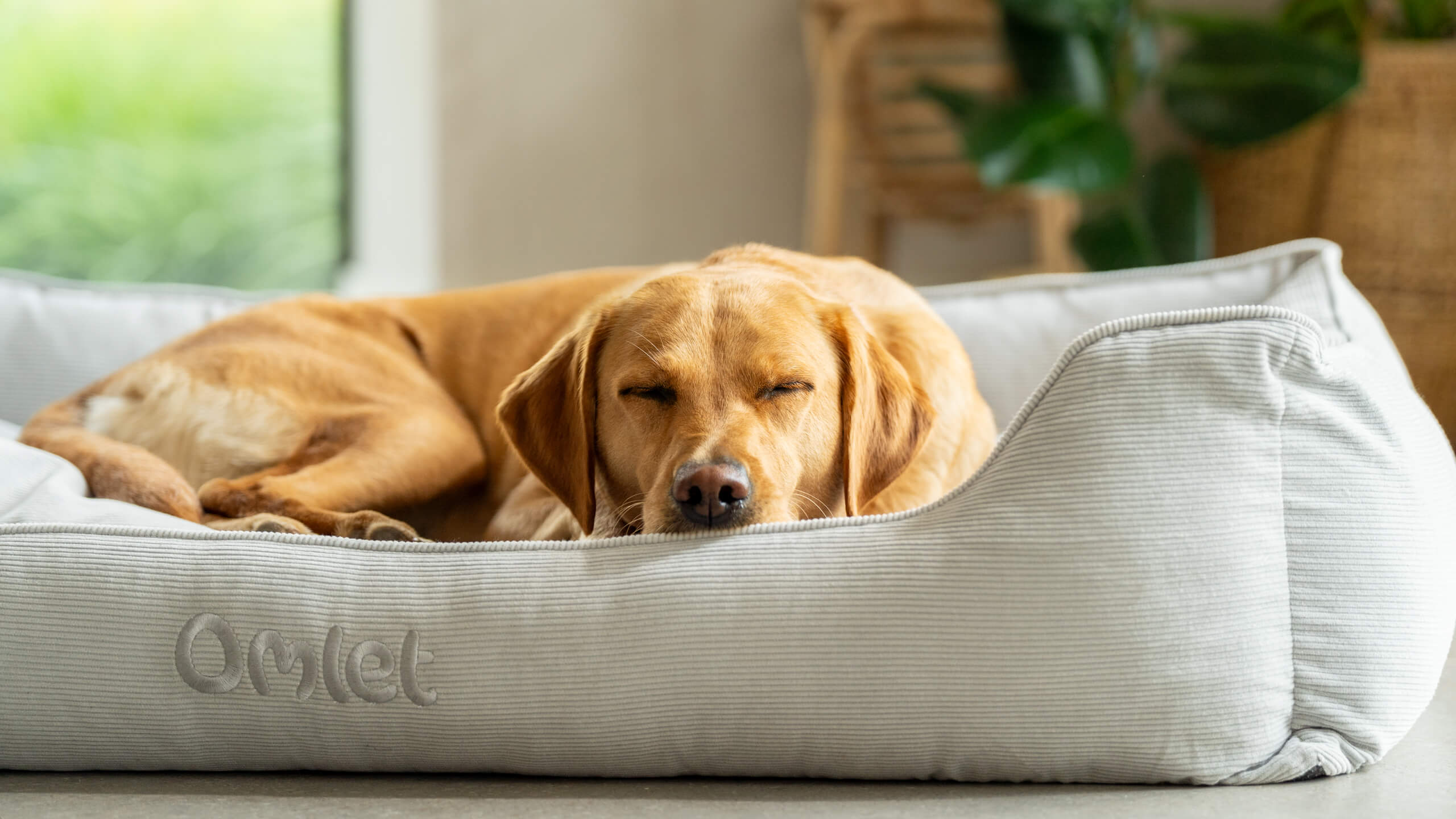 What is affecting my dog’s sleep? - Omlet Blog US