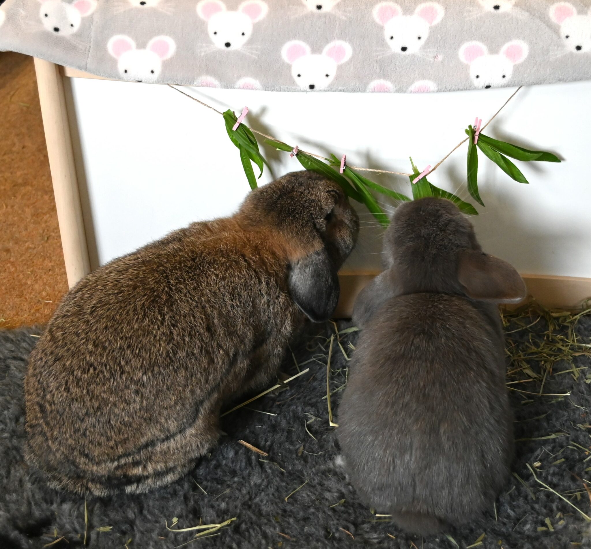 DIY toys for rabbits and guinea pigs - Omlet Blog US