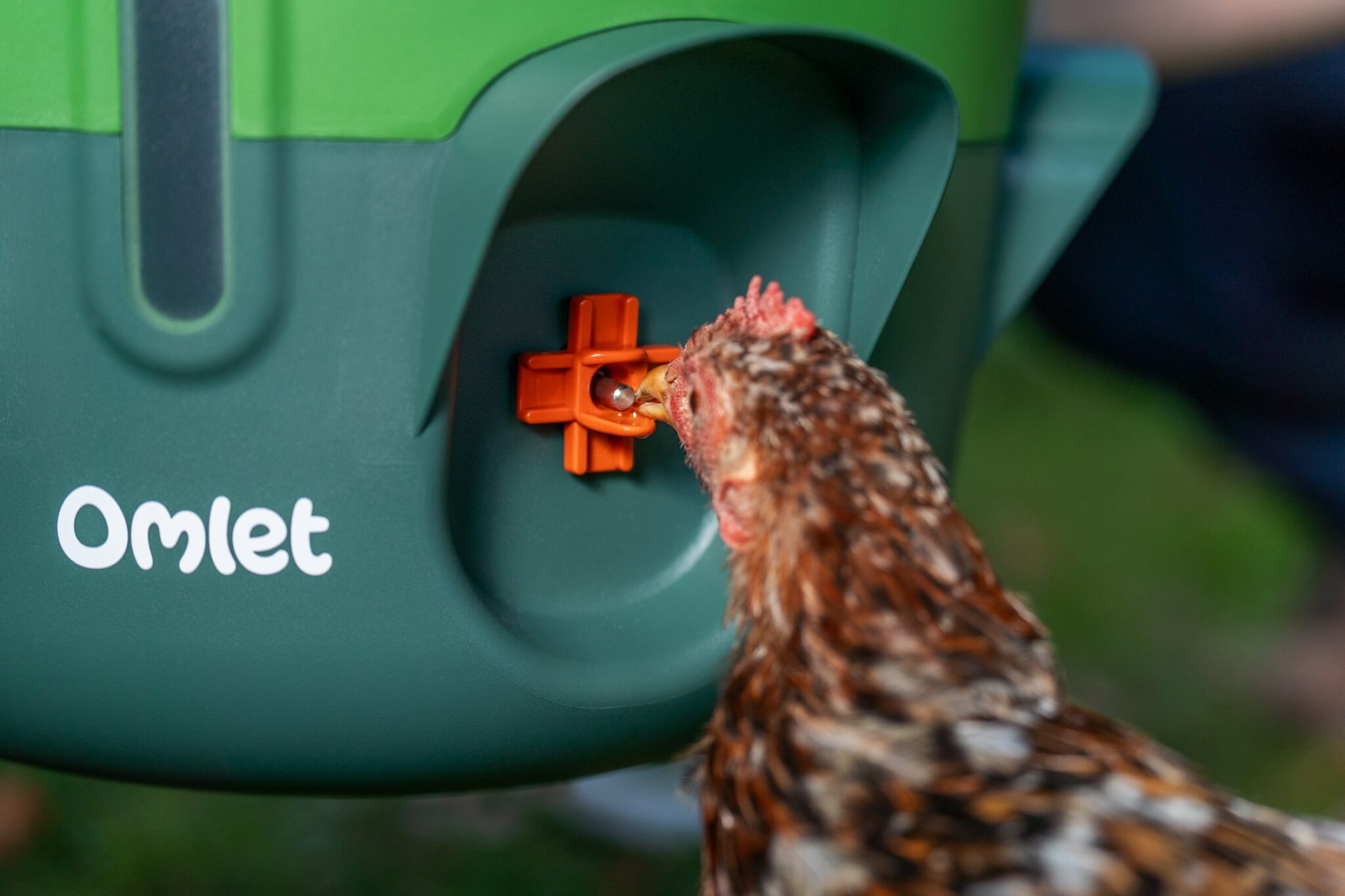 Omlet Insulated Chicken Waterer: Cups vs Nipples