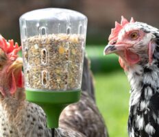 How to choose the right chickens for you - Omlet Blog US